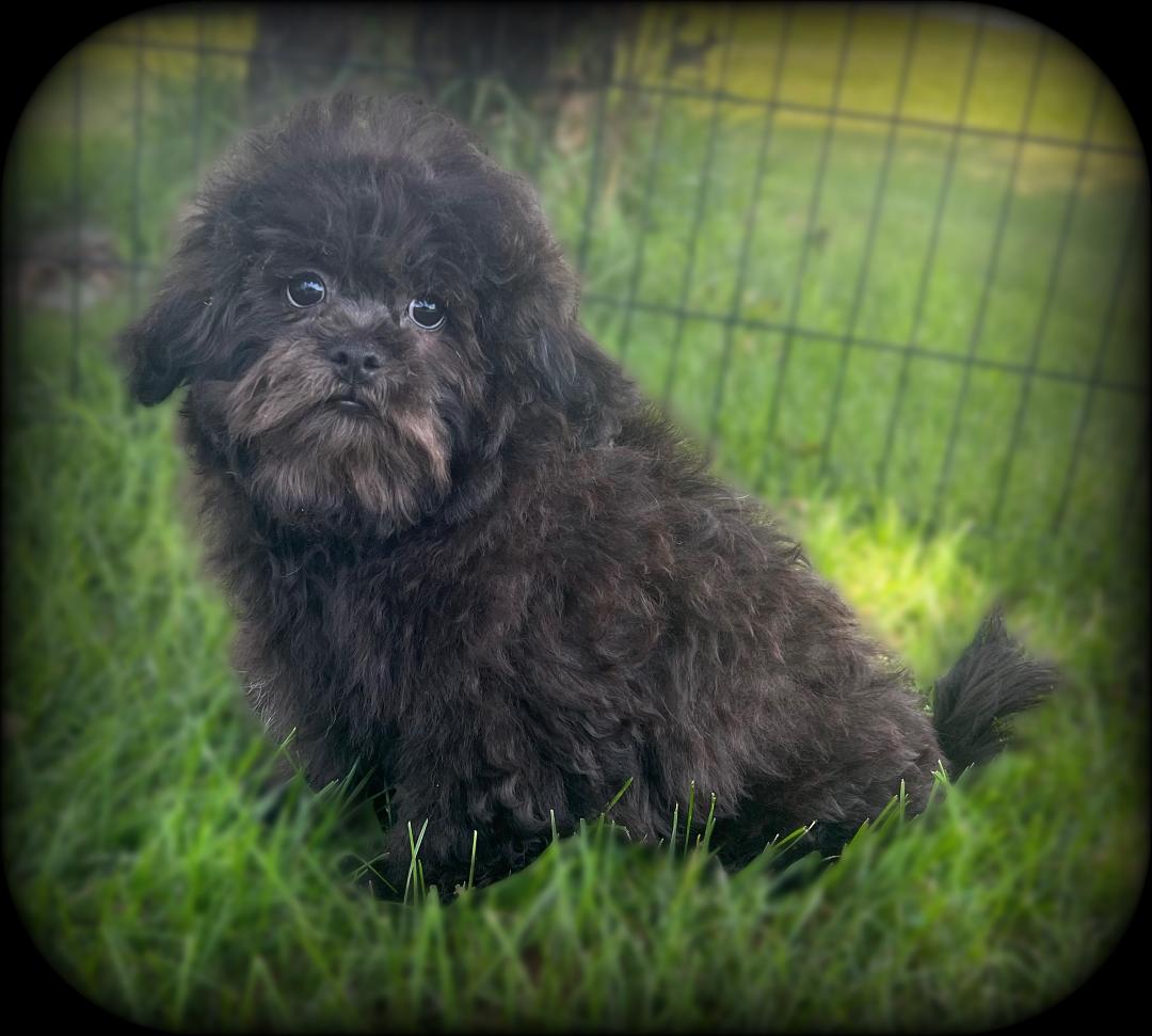 Puppies Currently Available!!!