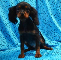 Puppies Currently Available!!!