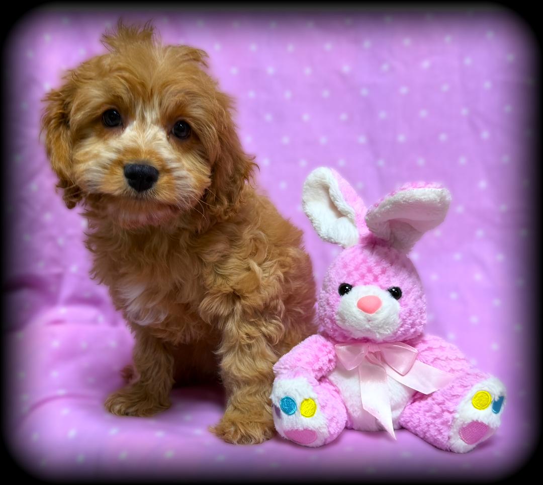 Puppies Currently Available!!!