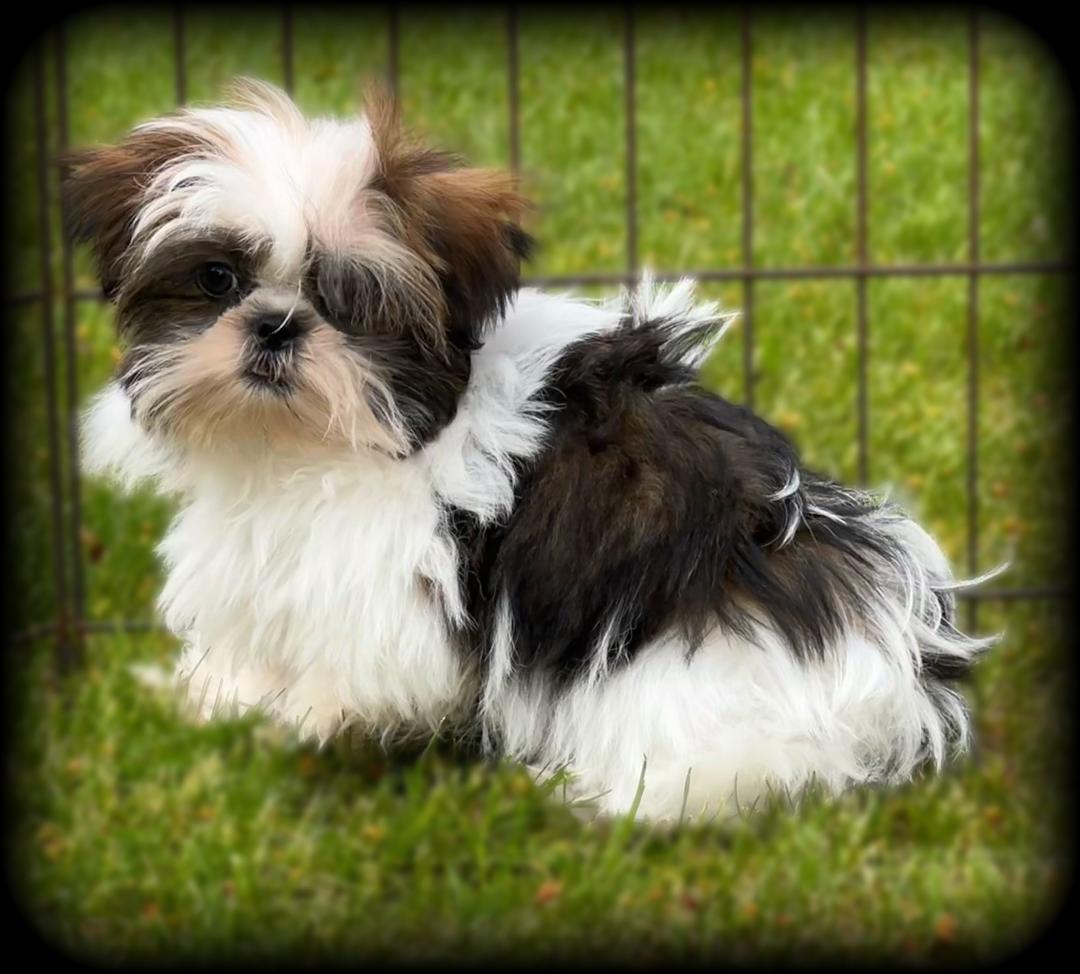 Puppies Coming Soon!