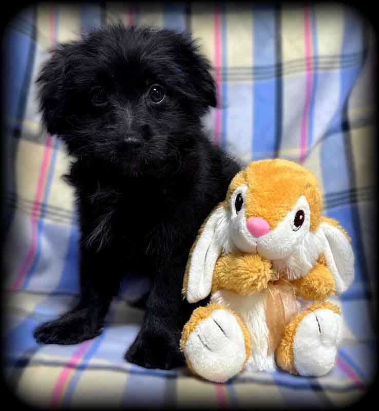 Puppies Currently Available!!!