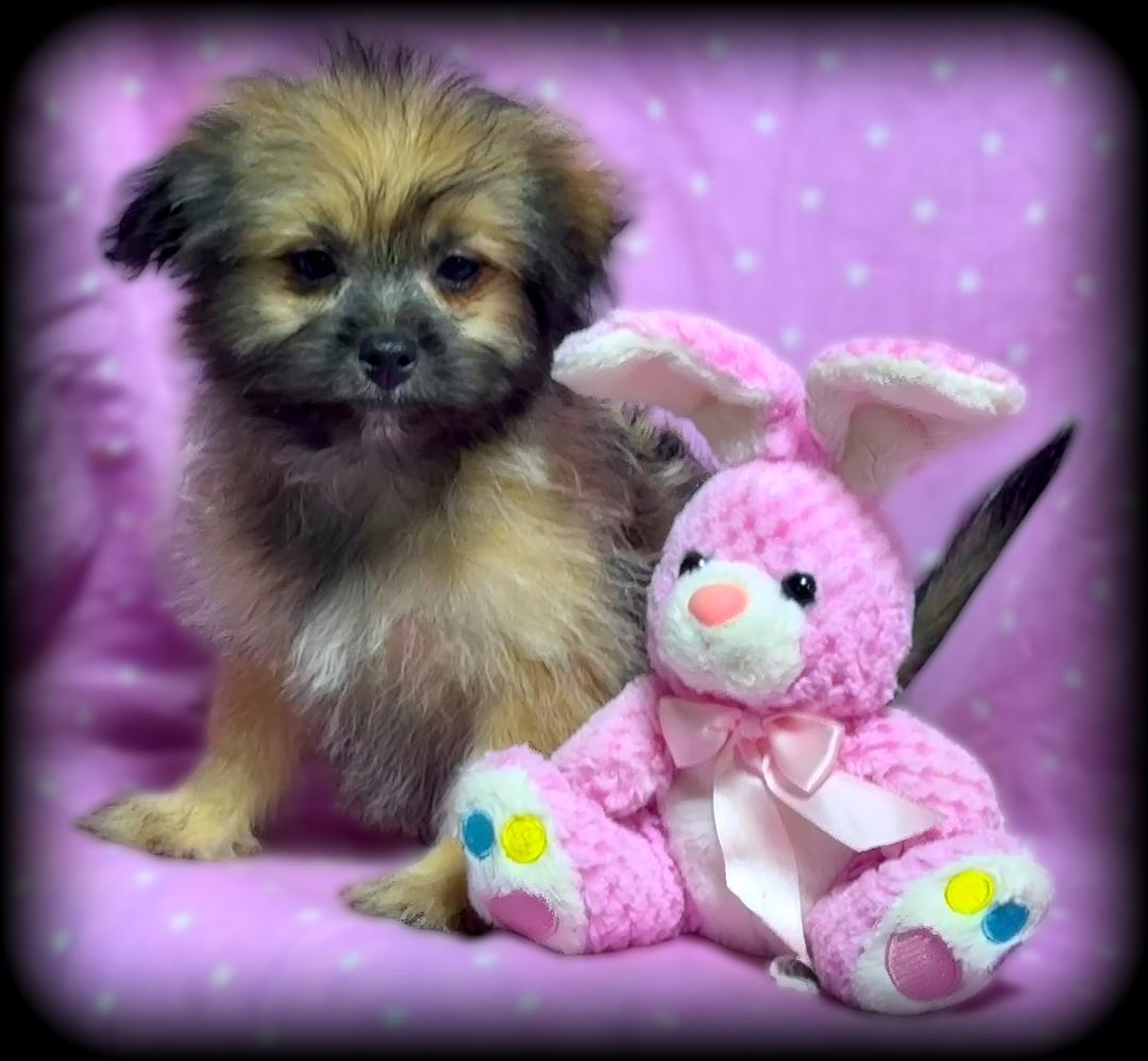 Puppies Currently Available!!!