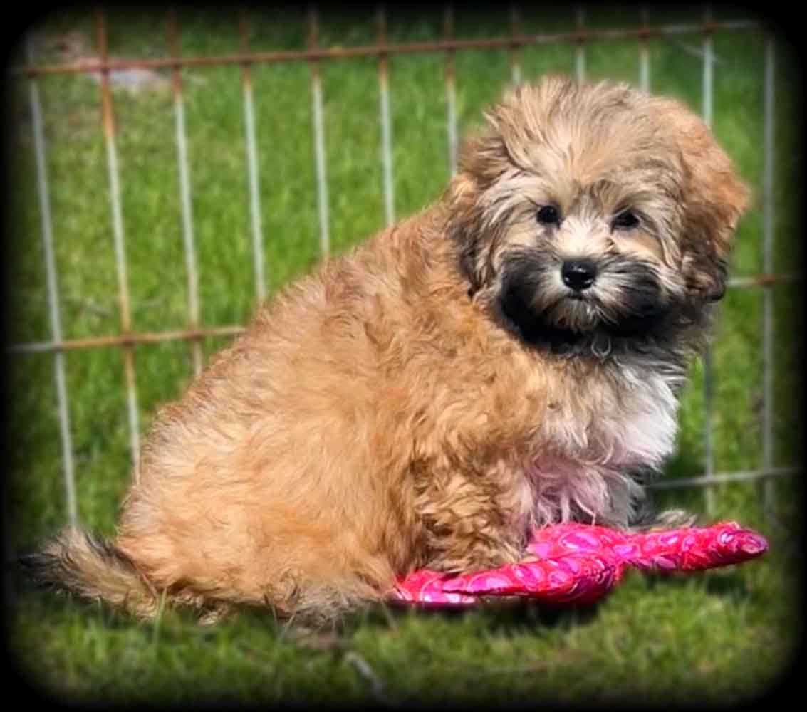 Puppies Currently Available!!!