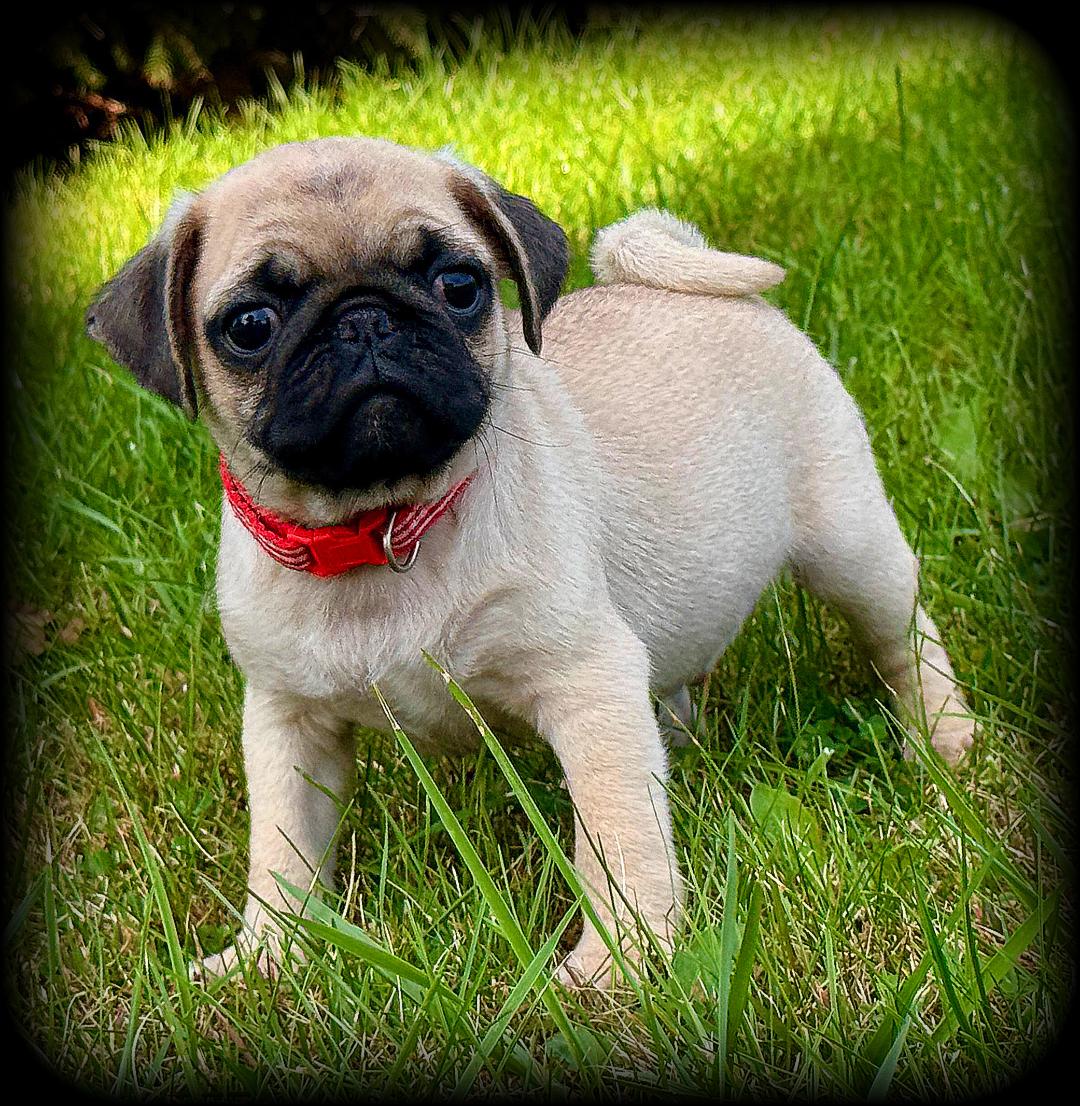 Puppies Currently Available!!!