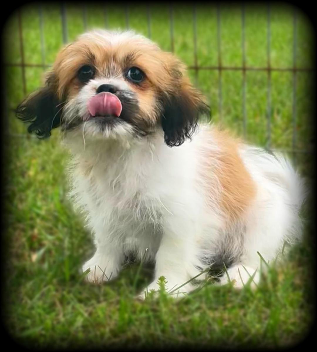 Puppies Currently Available!!!