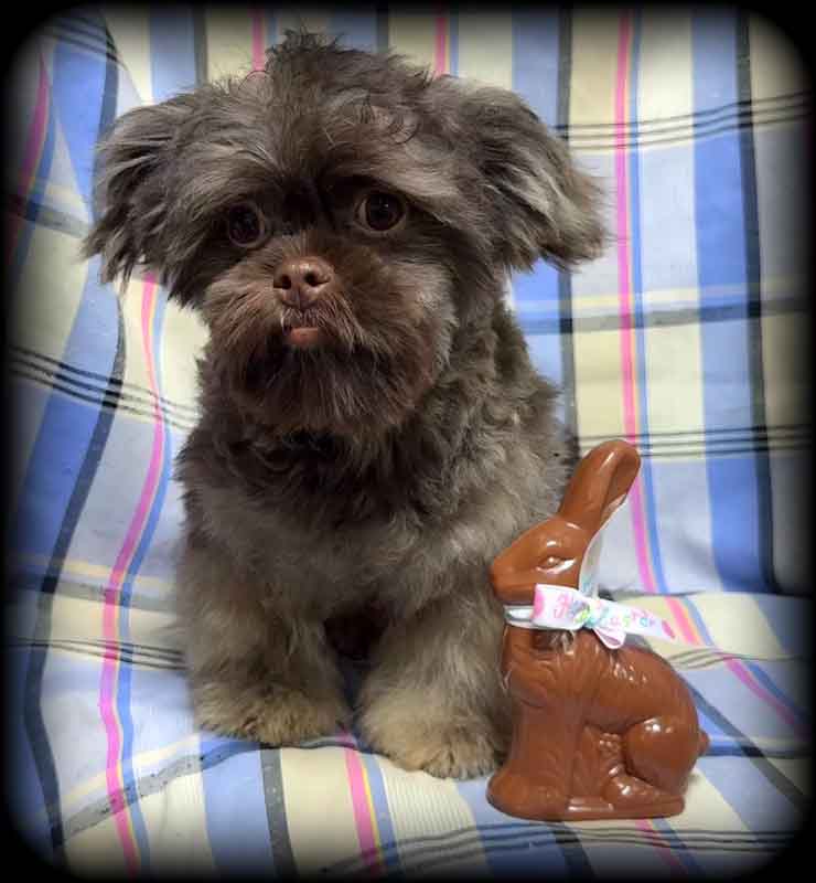 Puppies Currently Available!!!