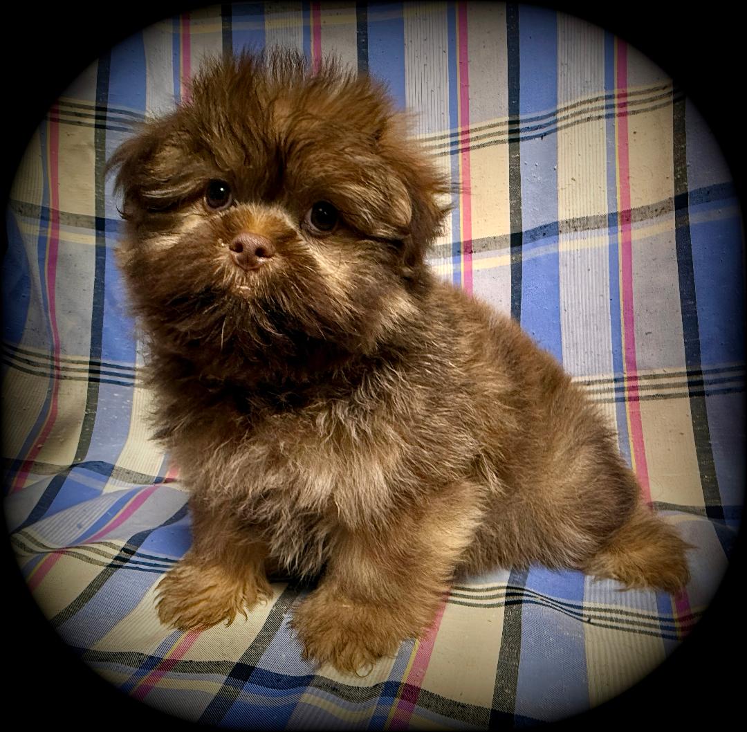 Puppies Coming Soon!