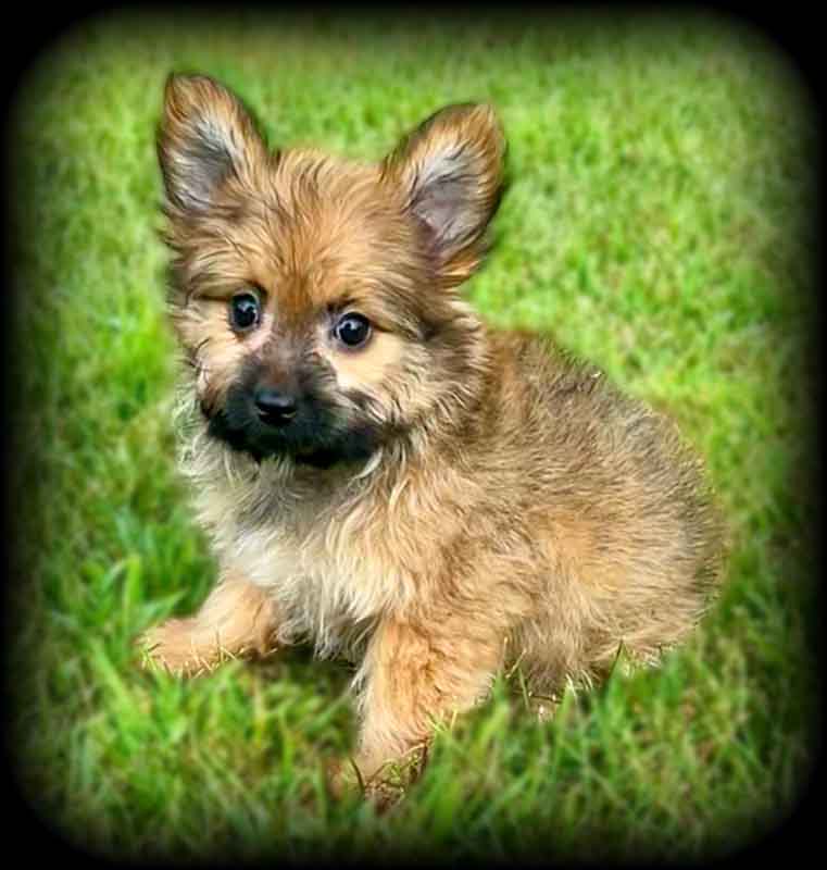 Puppies Coming Soon!