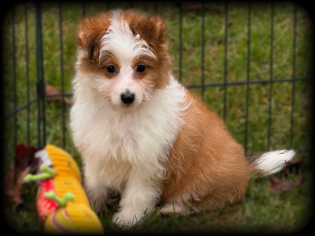 Puppies Currently Available!!!