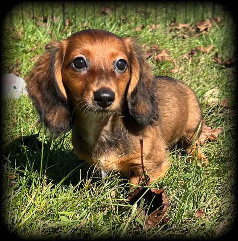 Puppies Currently Available!!!