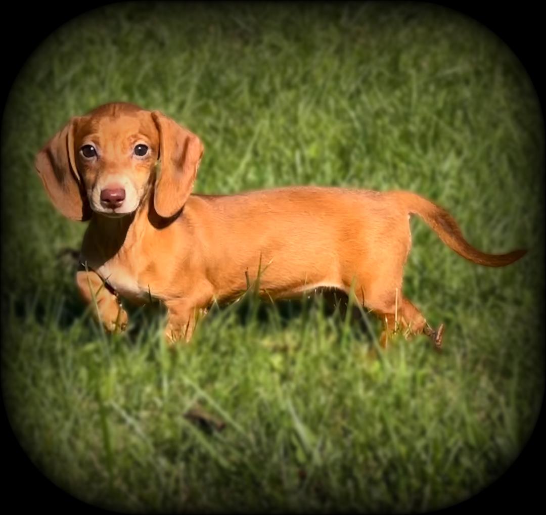 Puppies Currently Available!!!