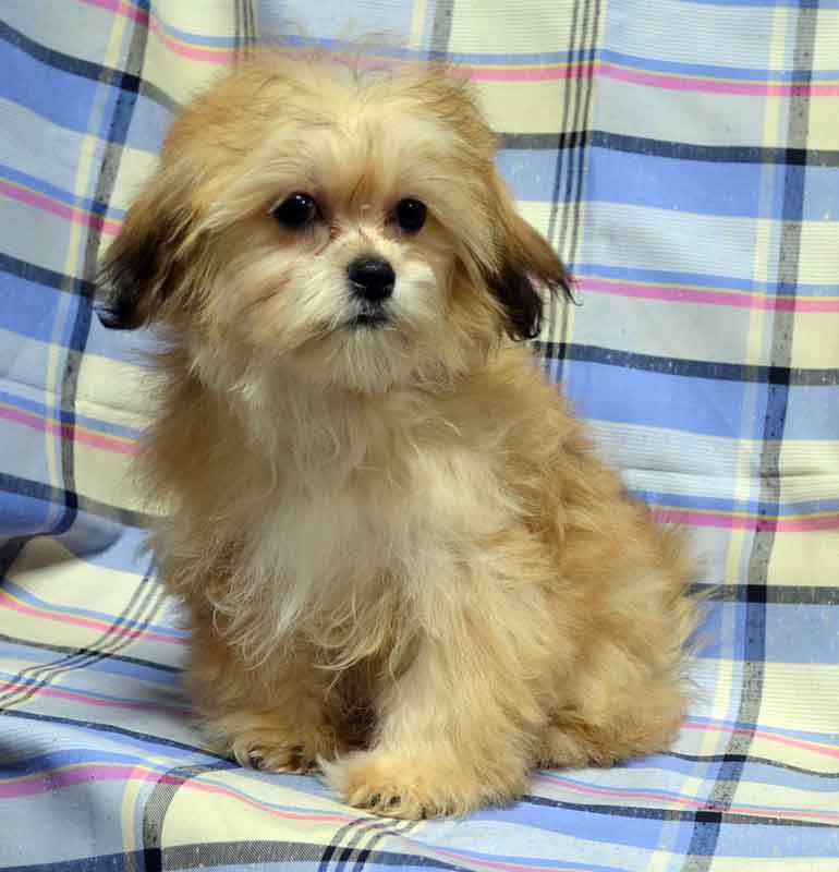 Puppies Currently Available!!!