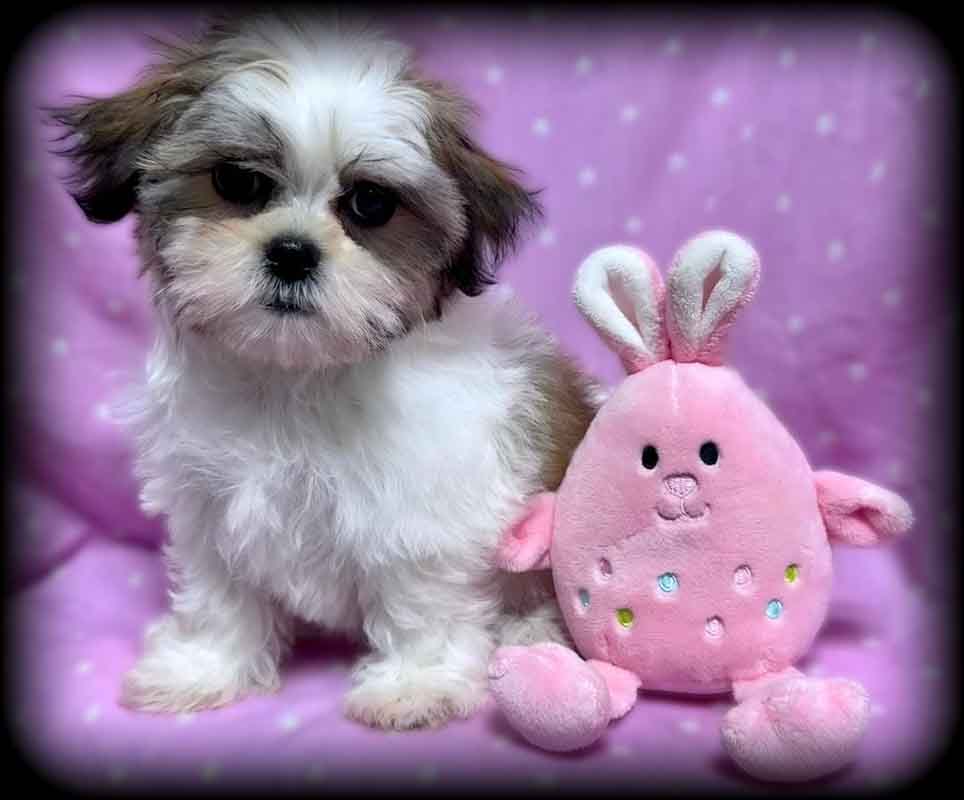 Puppies Currently Available!!!