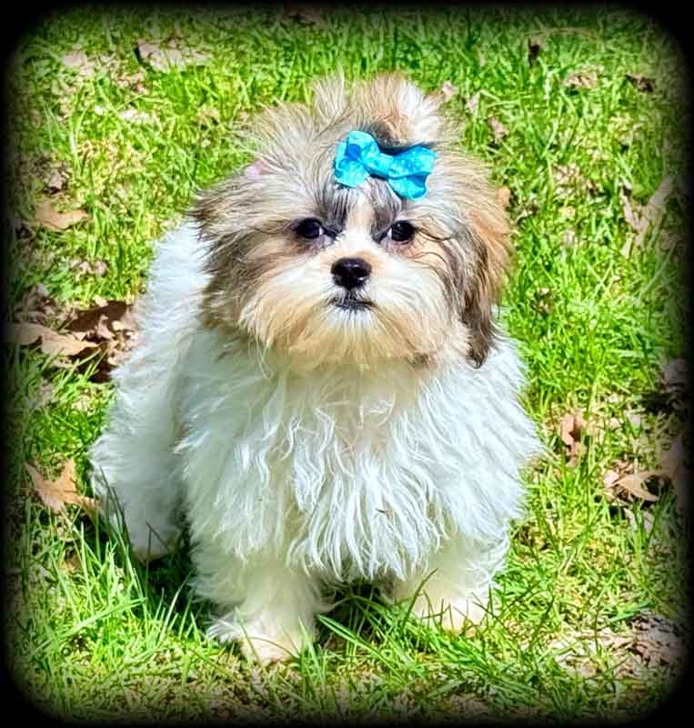 Puppies Currently Available!!!