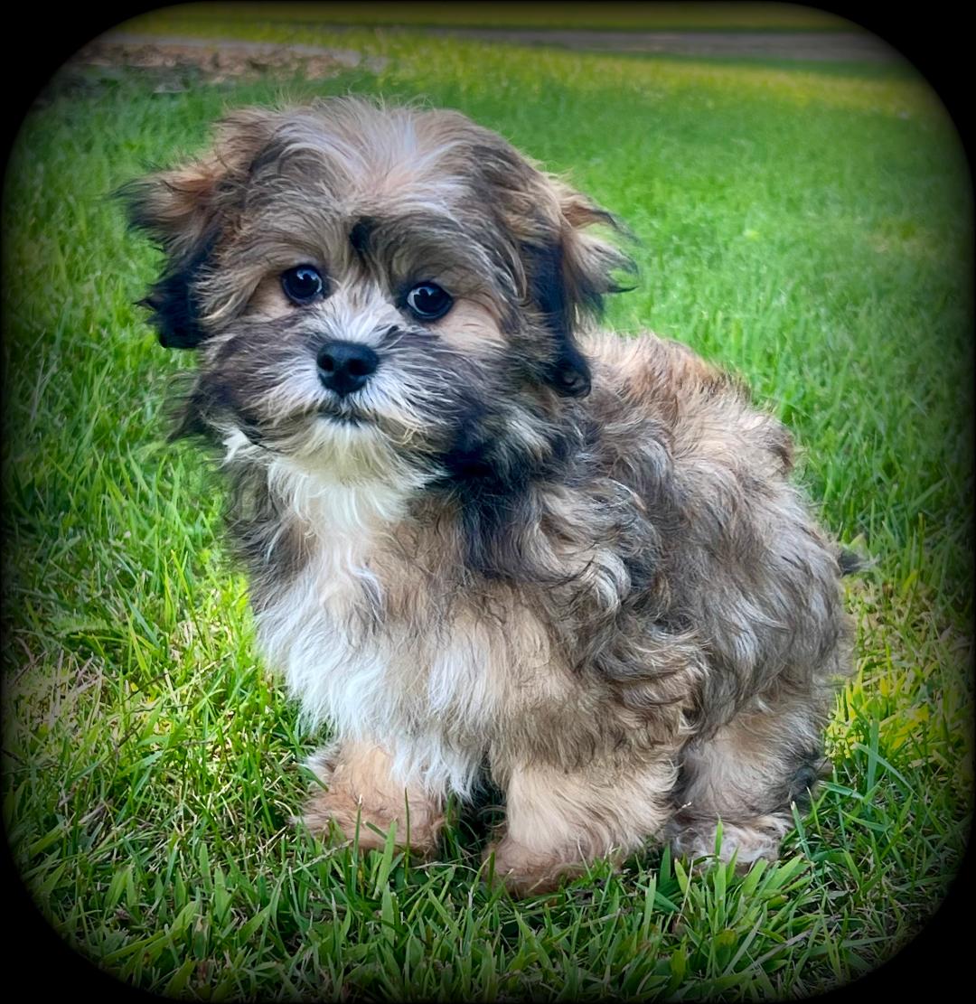 Puppies Currently Available!!!