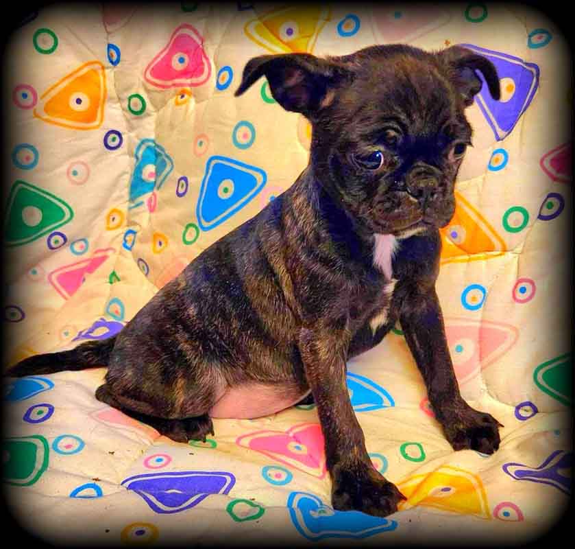 Puppies Coming Soon!