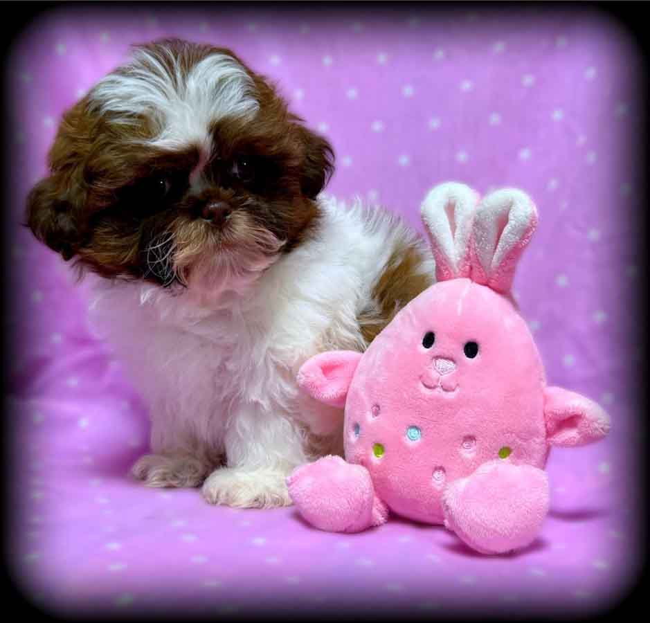 Puppies Currently Available!!!