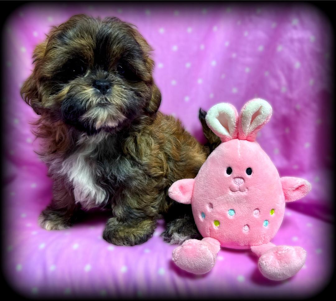 Puppies Coming Soon!