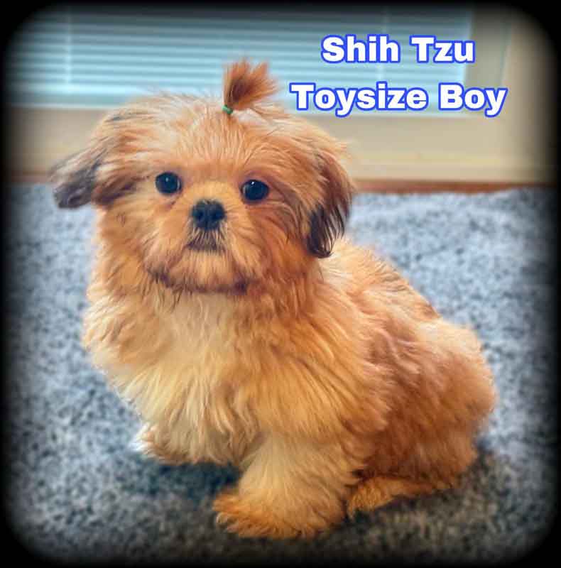 Puppies Currently Available!!!