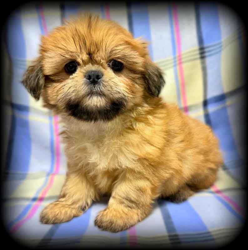 Puppies Currently Available!!!