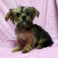 Puppies Currently Available!!!