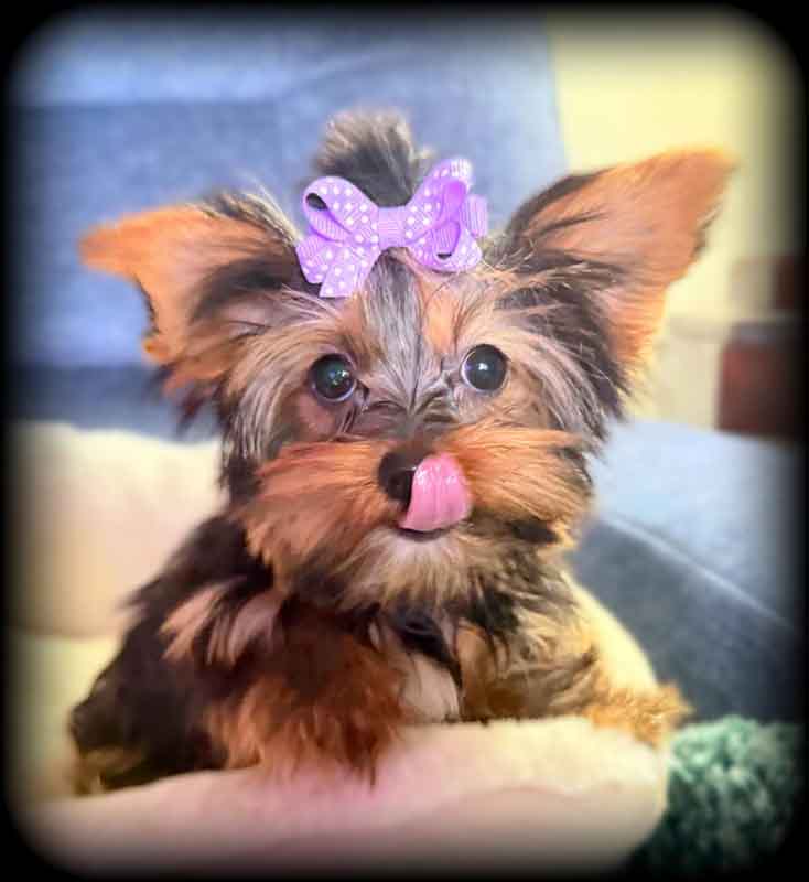 Puppies Currently Available!!!
