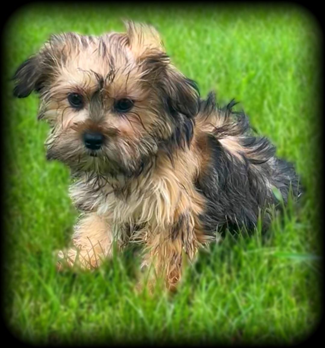 Puppies Currently Available!!!