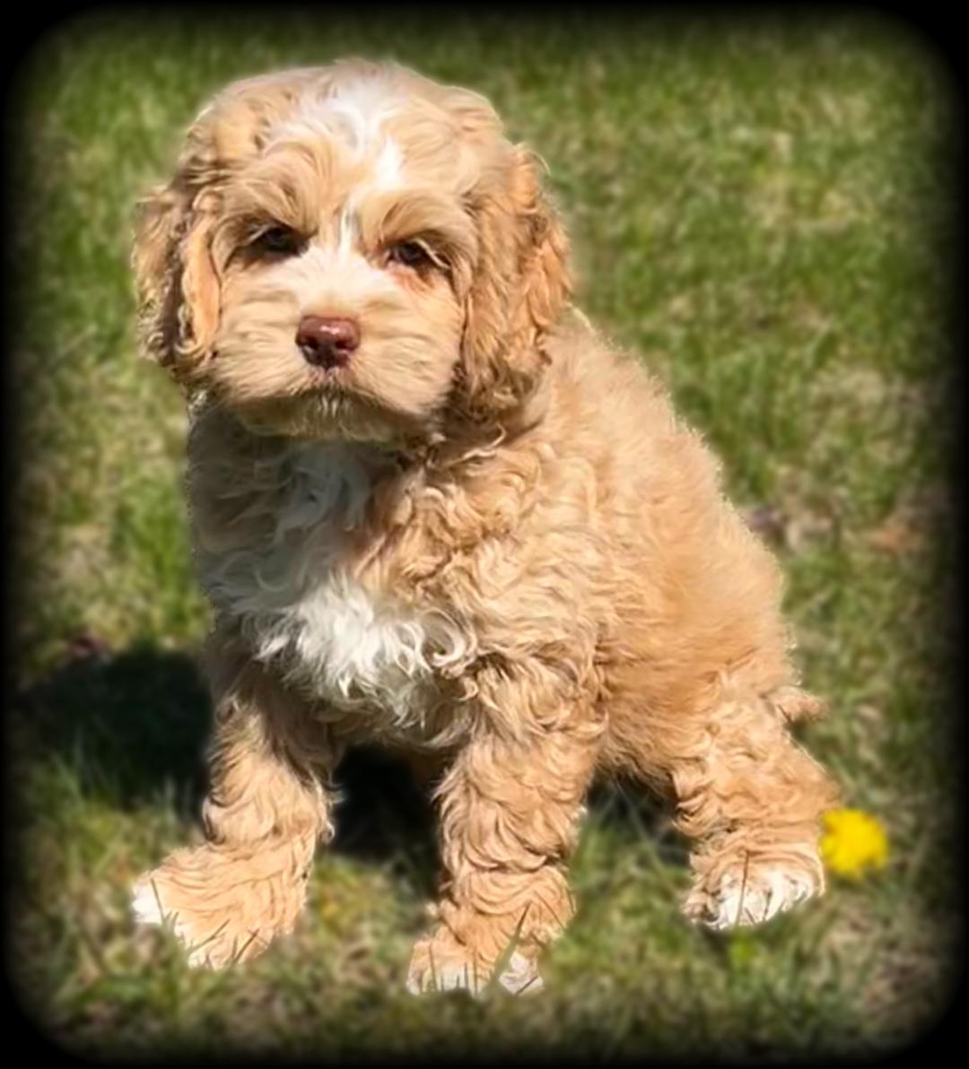 Puppies Currently Available!!!