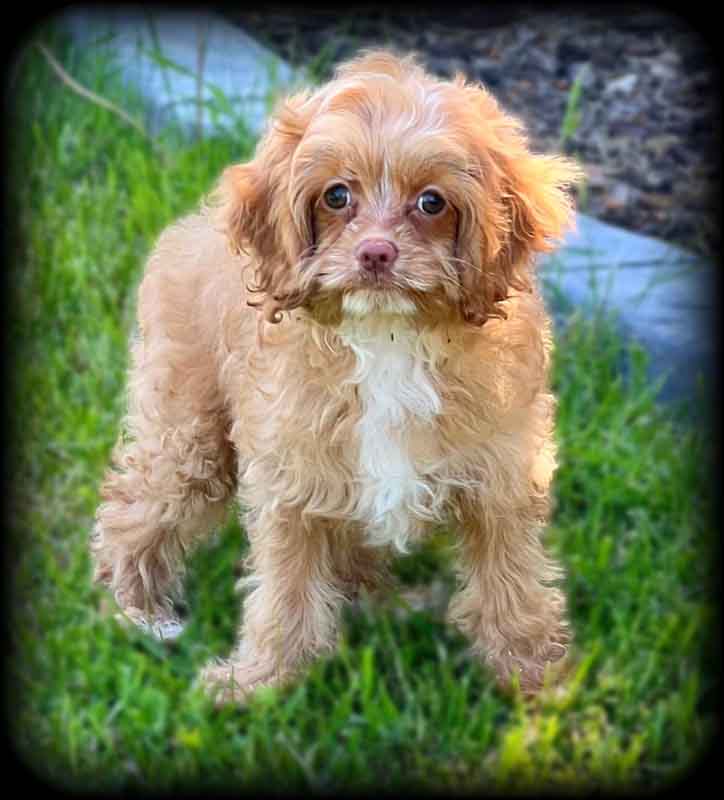 Puppies Currently Available!!!