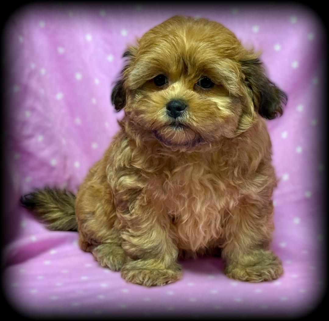 Puppies Currently Available!!!