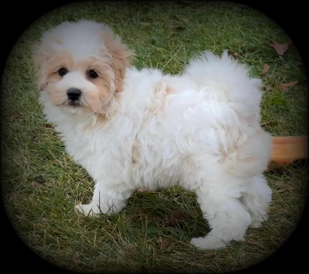 Puppies Currently Available!!!