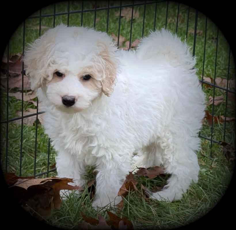 Puppies Currently Available!!!