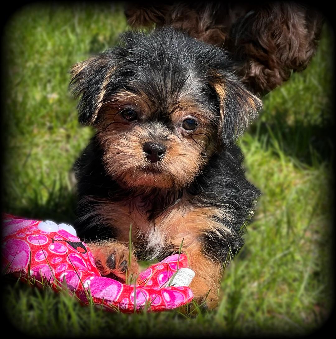 Puppies Currently Available!!!