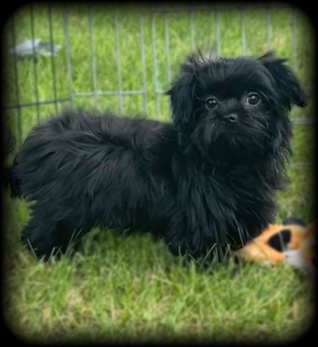 Puppies Currently Available!!!