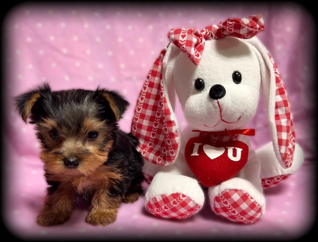 Puppies Coming Soon!