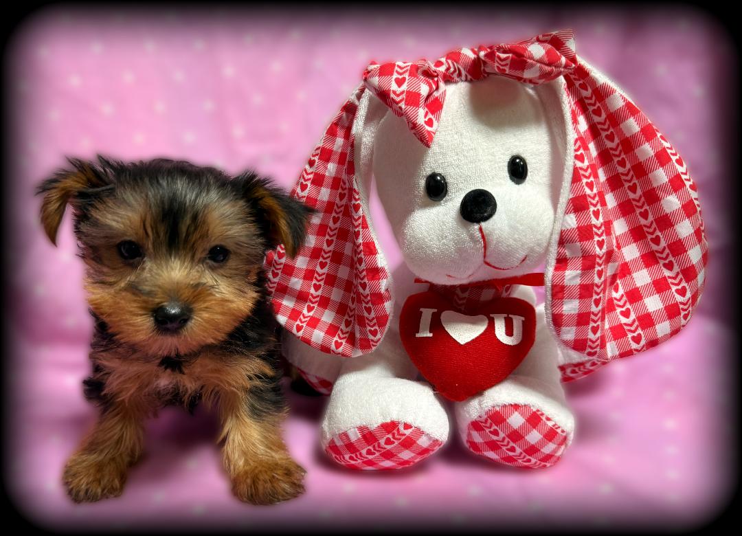 Puppies Coming Soon!